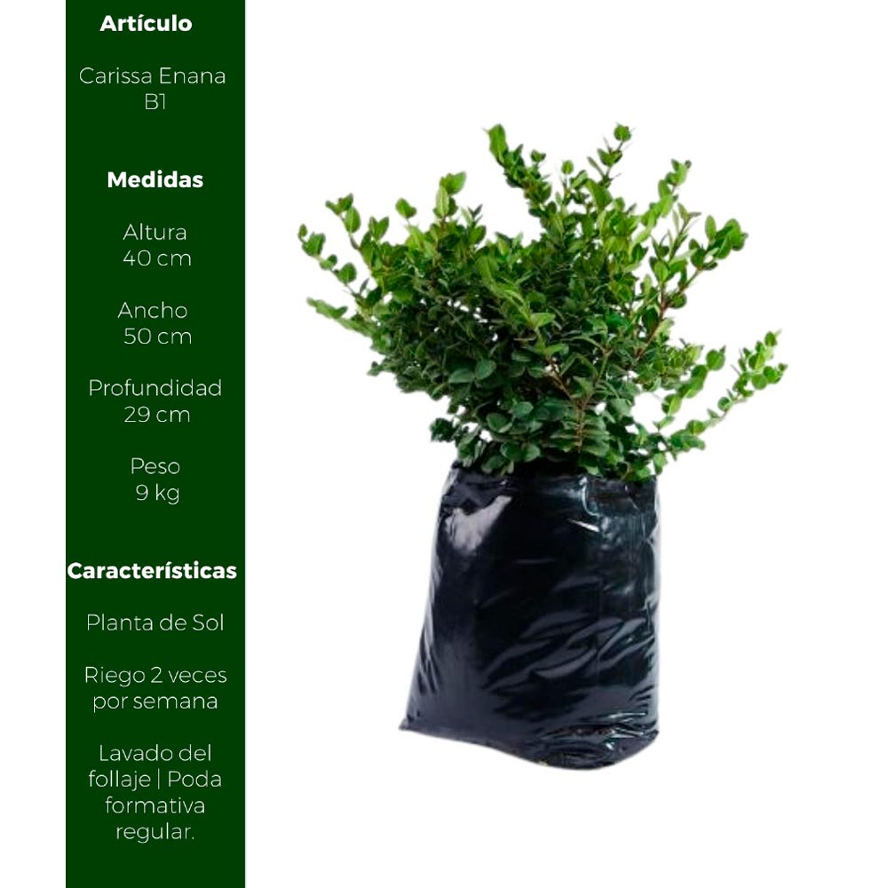 Planta Carissa Enana B1 - Shopstar