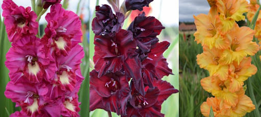 12 BULBOS DE GLADIOLO COLORES MIX+ 6KG ABONO - Shopstar