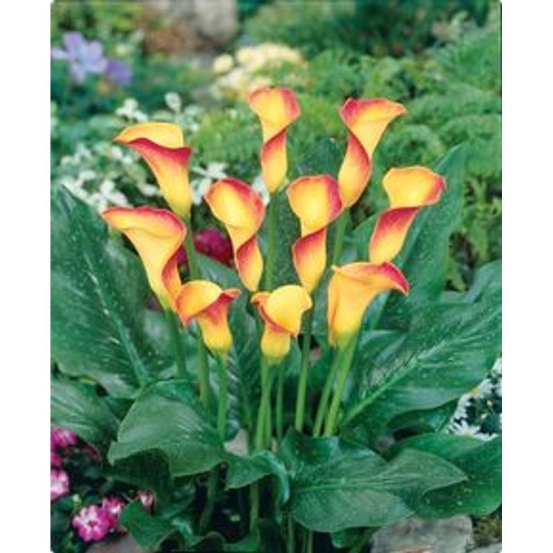 12 BULBOS DE CALAS COLORES MIX + 6KG TIERRA ESPECIAL - Shopstar