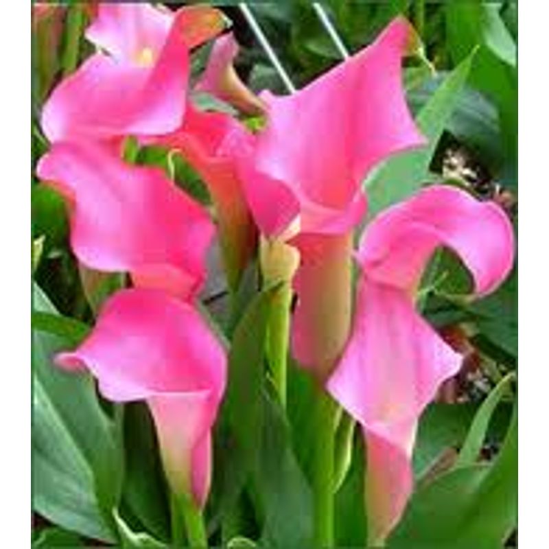 12 BULBOS DE CALAS COLORES MIX +1KGVITAMINAS GRANULADAS(NPK) - Shopstar