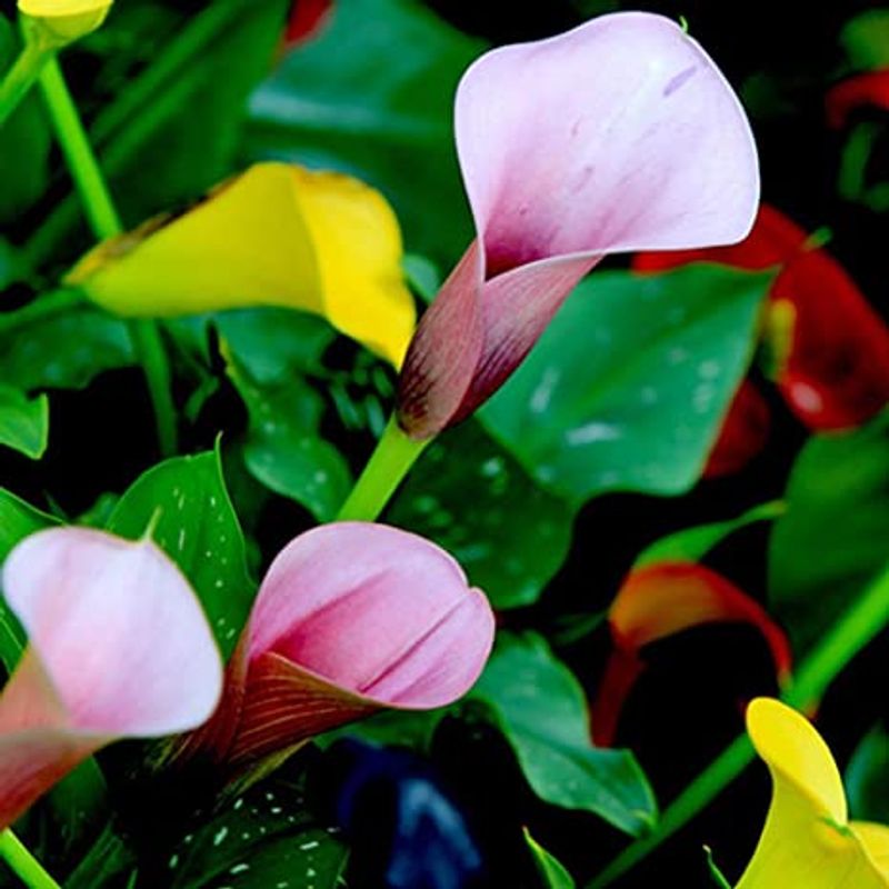 6 BULBOS DE CALAS COLORESMIX +1KG FERTILIZANTEFOLIAR - Shopstar