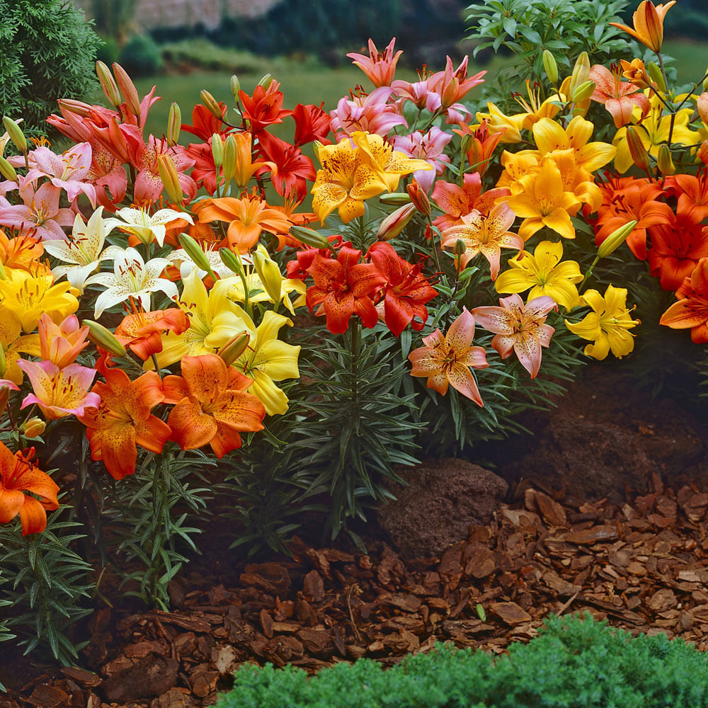 BULBOS DE LILIUM PERFUMADOCOLORESMIX-SOBRE DE 3 BULBOS - Shopstar