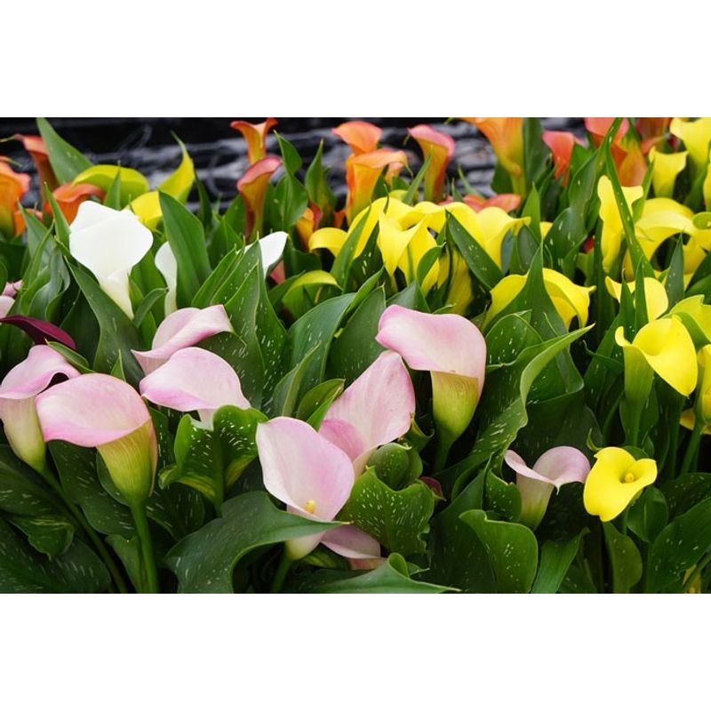 BULBOS DE CALAS COLORES MIX -SOBRE DE 12 BULBOS - Shopstar