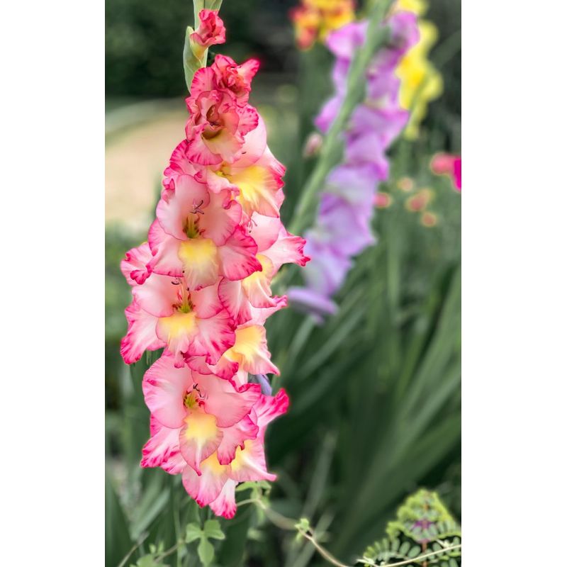 6 BULBOS DE GLADIOLO COLORES MIX + 6KG TIERRA ESPECIAL - Shopstar