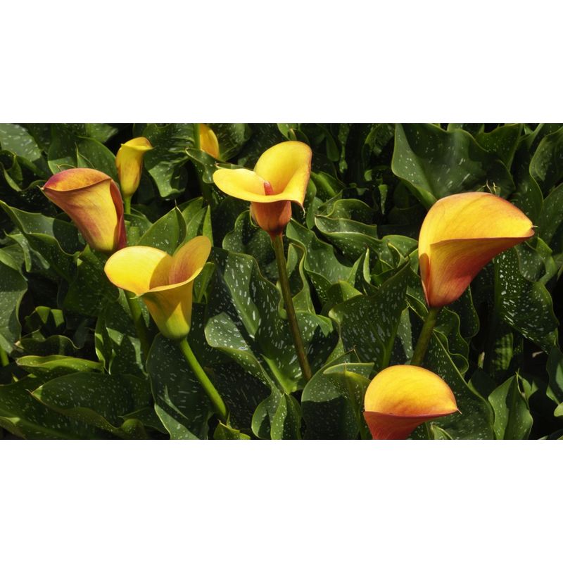 6 BULBOS DE CALAS COLORES MIX + 6KG TIERRA ESPECIAL - Shopstar