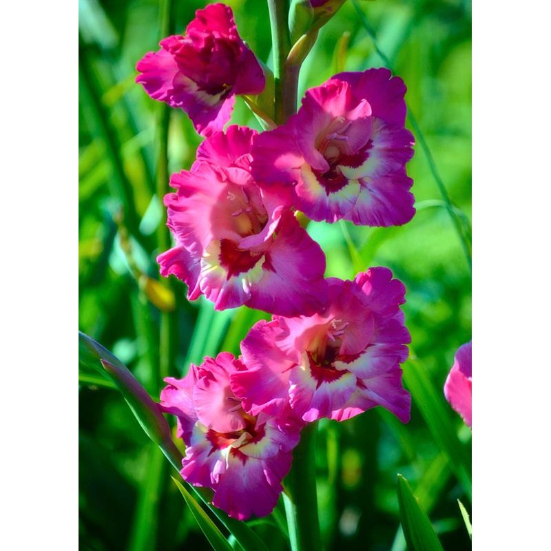 BULBOS DE GLADIOLO COLORES MIX -SOBRE DE 4 BULBOS - Shopstar